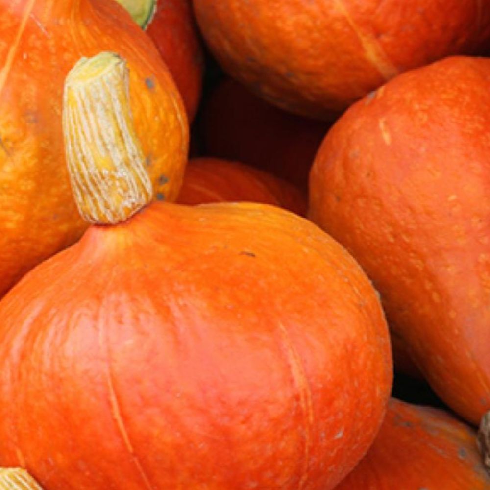 Potimarron Bio - Bleu de Terre