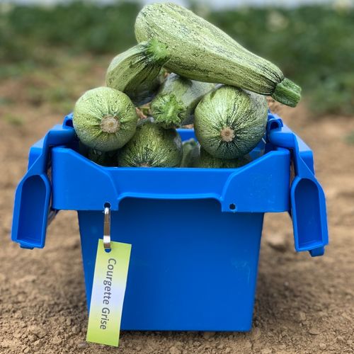 Courgette Grise - Bleu de Terre