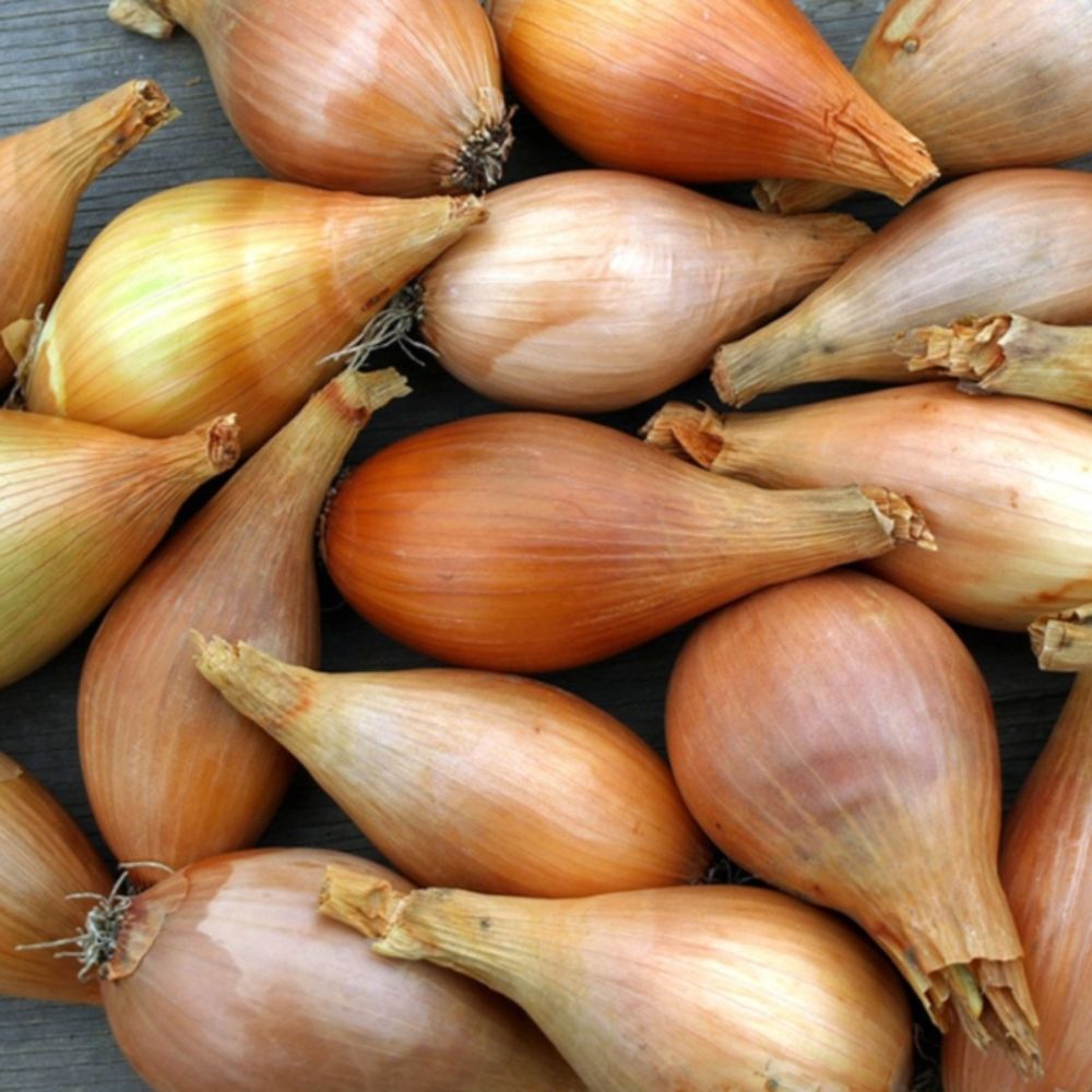 Echalote cuisse de poulet - Bleu de Terre