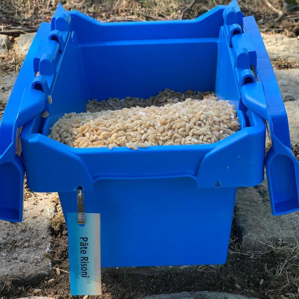 Pâte Risoni - Bleu de Terre